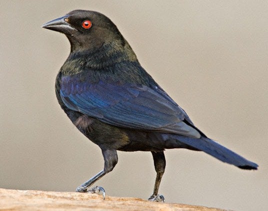 Bronzed Cowbird Outdoor Alabama